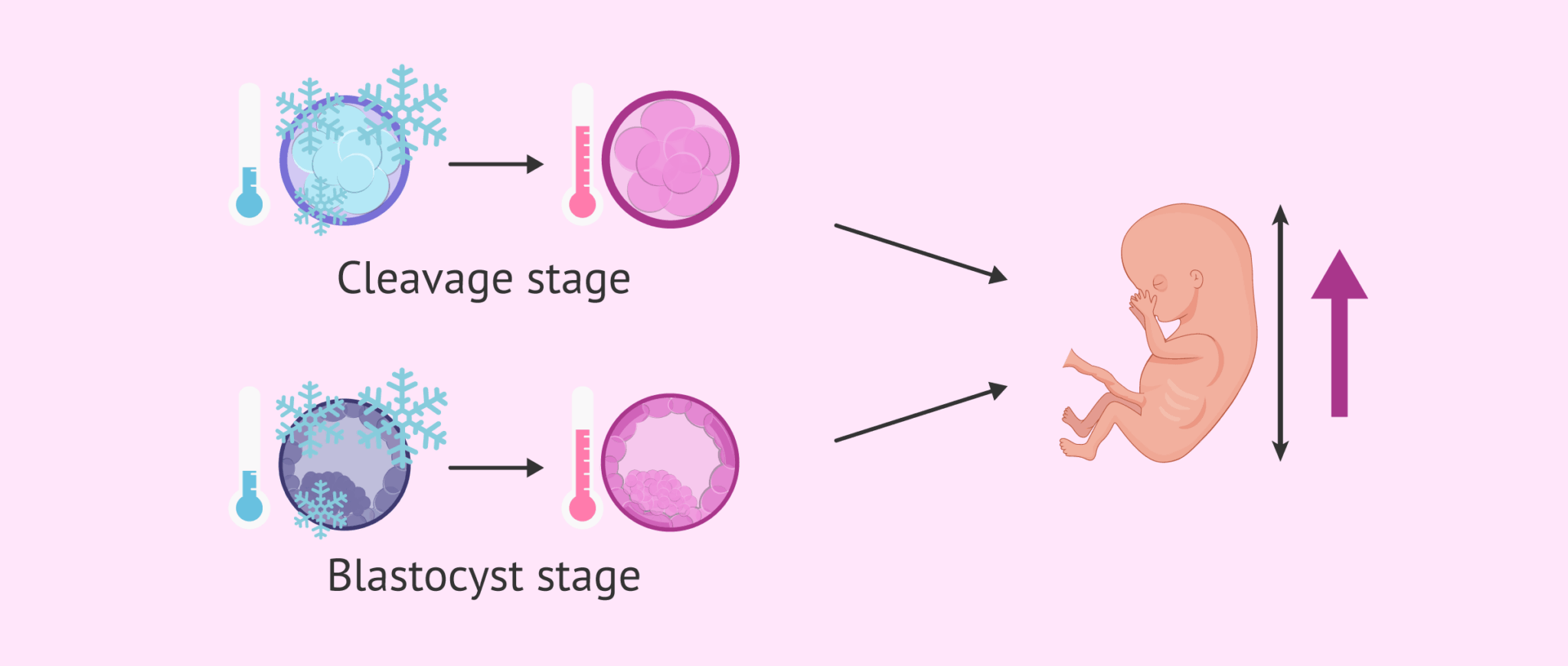 Does the embryo stage influence fetal growth?