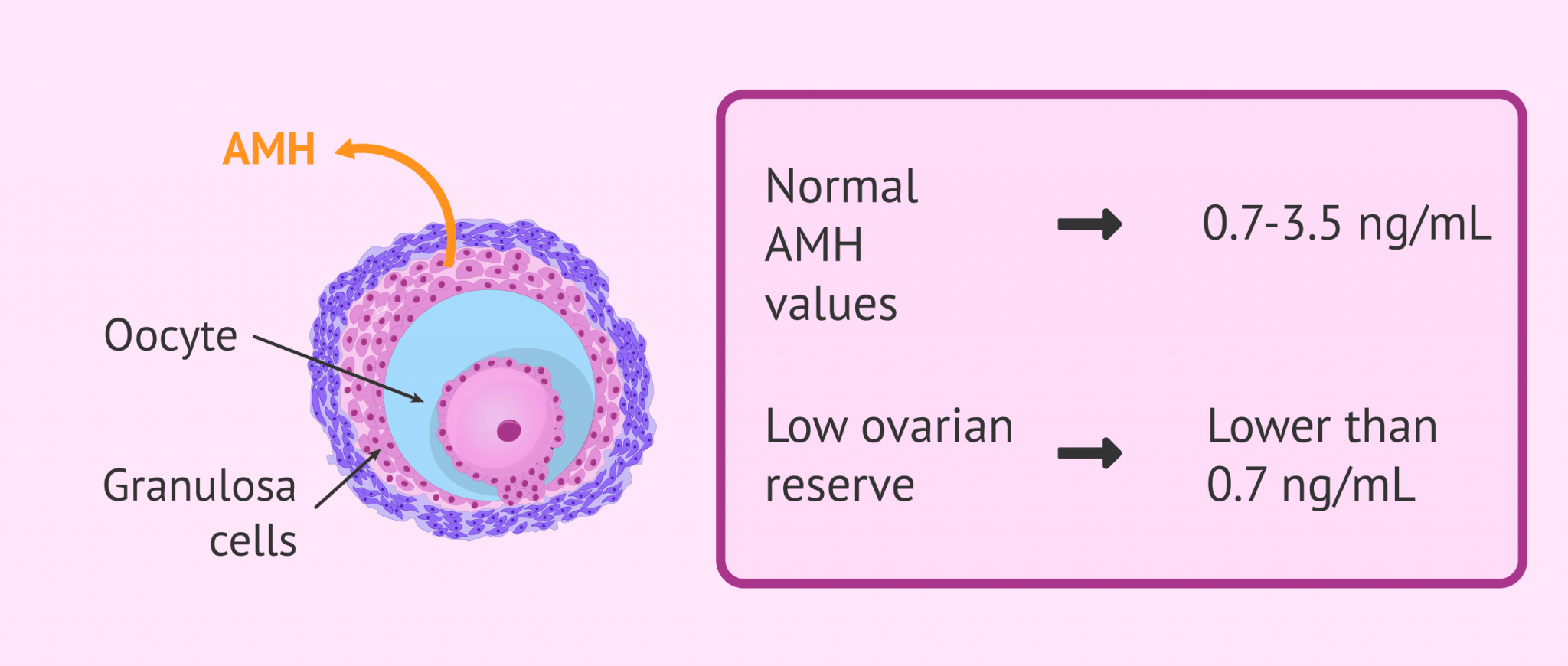 Anti-Mullerian Hormone (AMH) secretion