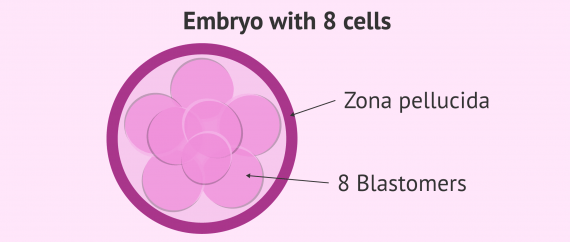 Structure of a embryo with 8 cells on day 3