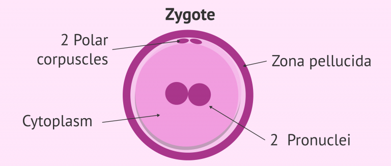 Structure of a zygote