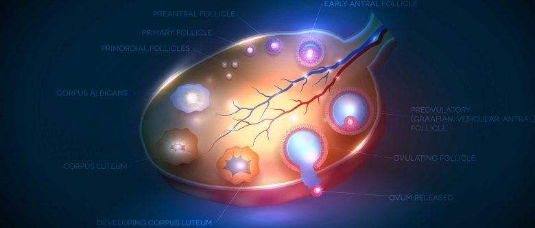 Follicle-stimulating hormone (FSH) function in females
