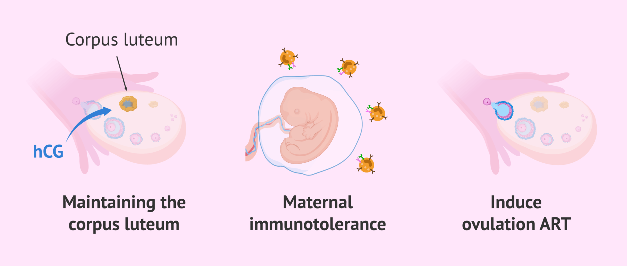 What is hCG or Human Chorionic Gonadotropin hormone?