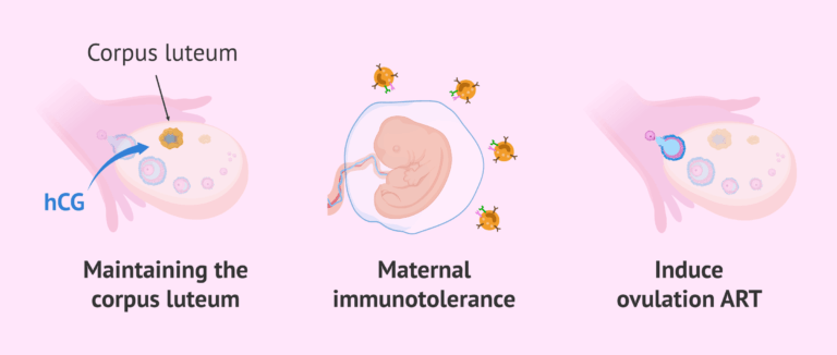 What is hCG or Human Chorionic Gonadotropin hormone?