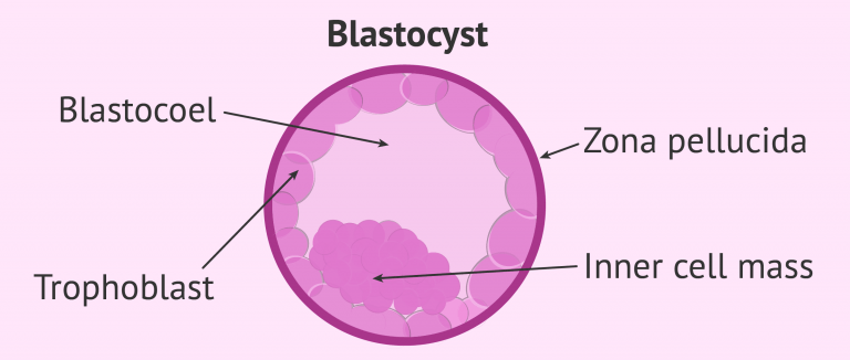 Parts of a blastocyst embryo