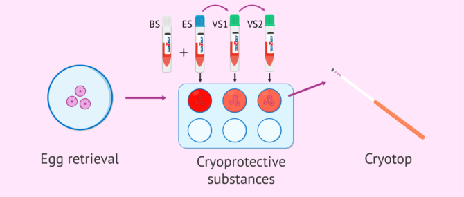 What's the difference between freezing and vitrification of eggs?