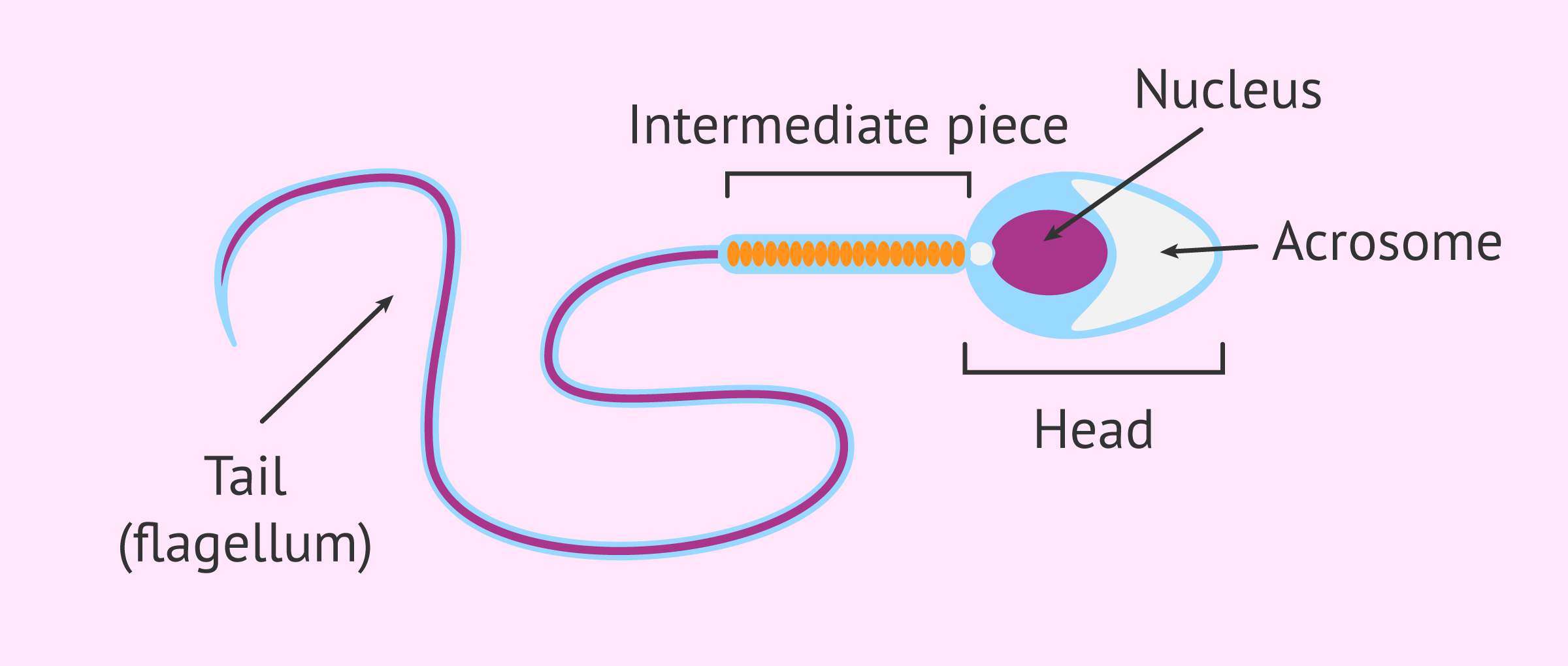 Spermatozoon With Normal Morphology Spermatozoon With Normal Morphology