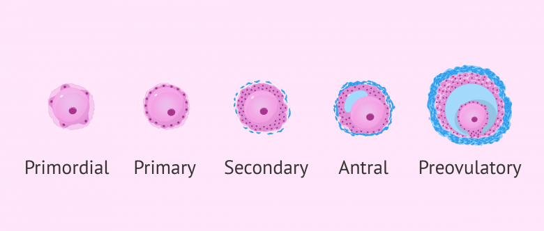 Development of follicles in ovaries