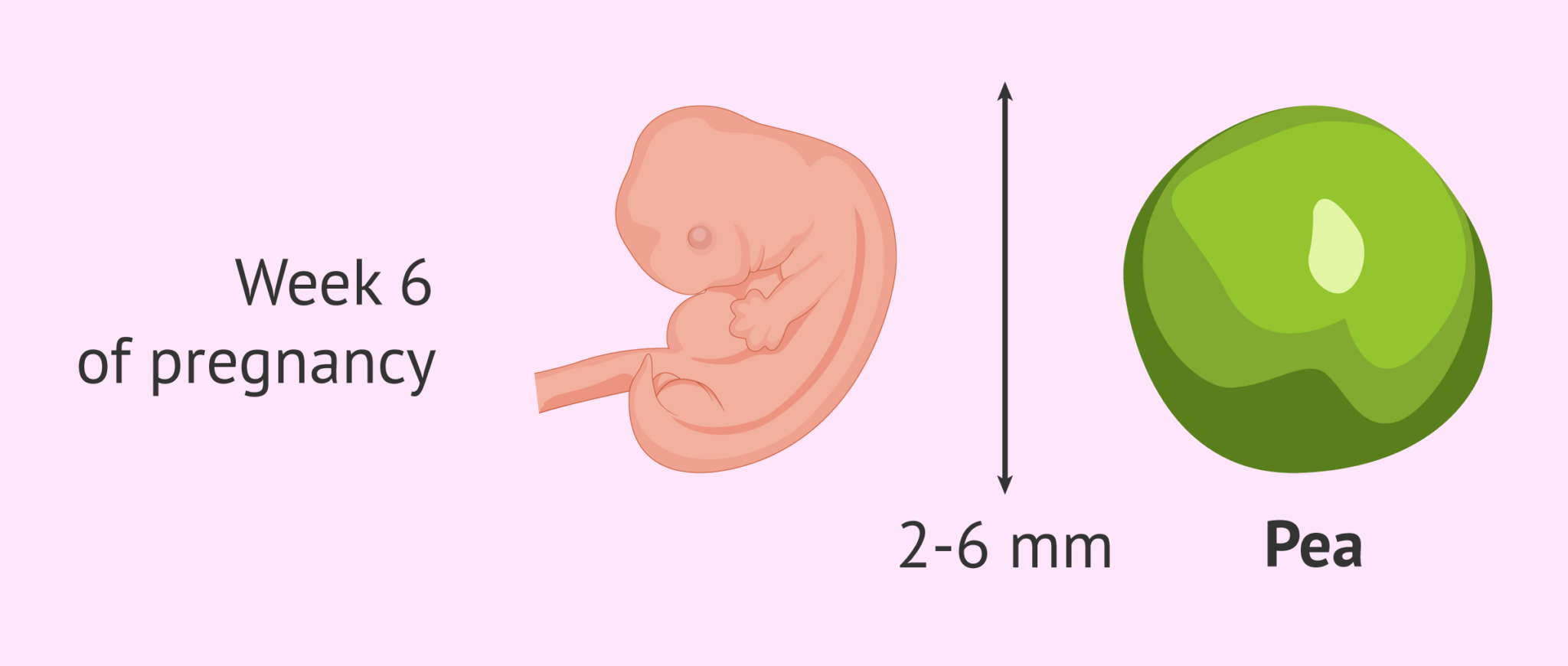 The Sixth Week Pregnancy: Embryo Evolution and Symptoms