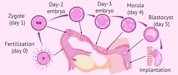 Week two of pregnancy: symptoms and advice for the mother-to-be