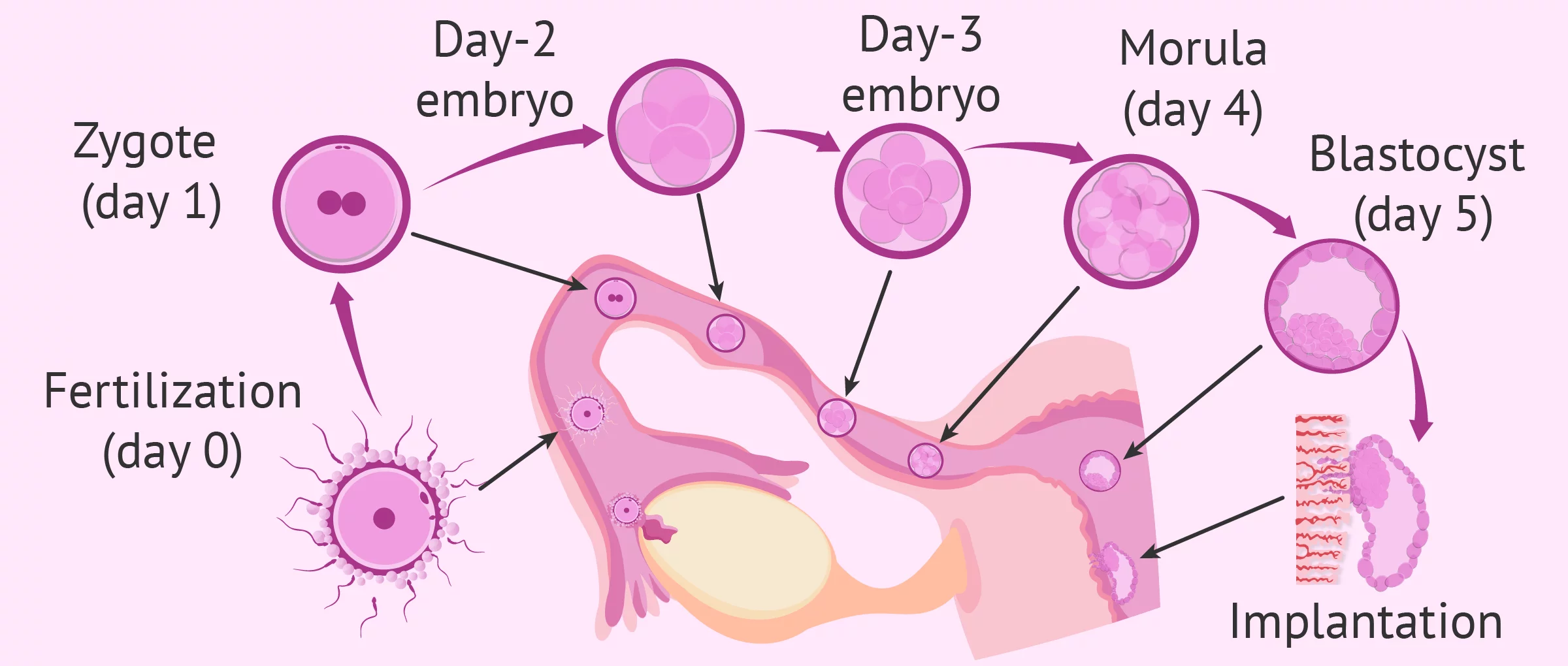 Stages Of Pregnancy Week By Week Symptoms