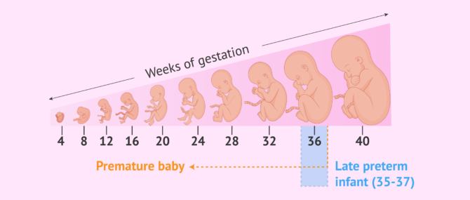 Premature Baby Growth Chart What To Know For Preemie Baby Catch Up