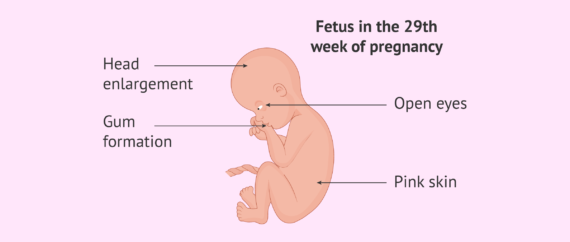 What is the 29th week of pregnancy like? Changes in the baby and the mother