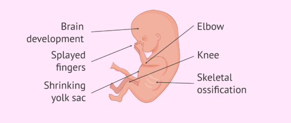 Fetal development at 10 weeks
