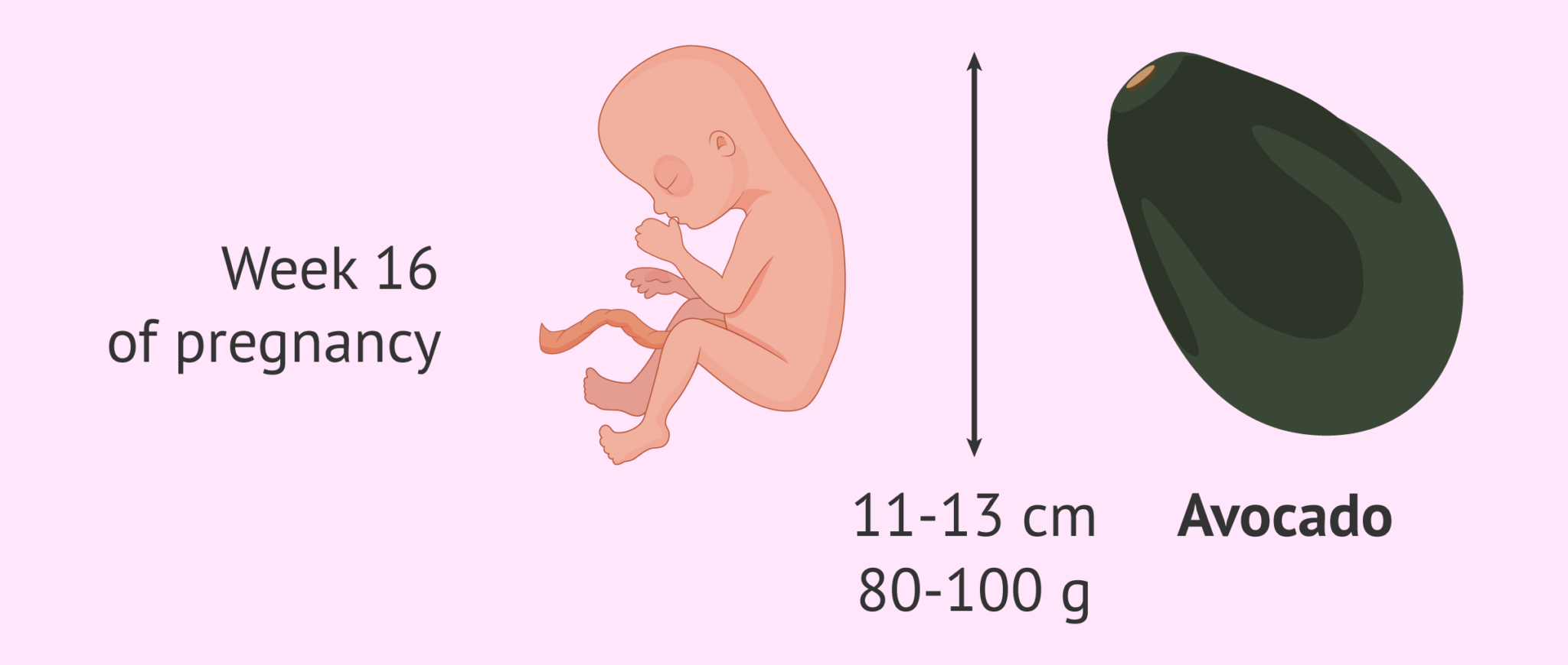 Week 16 of pregnancy: changes in the fetus and mother