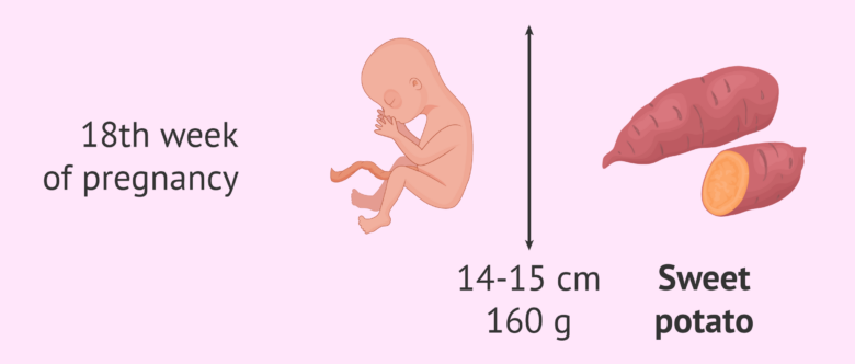 Measurements of the fetus at 18 weeks of pregnancy