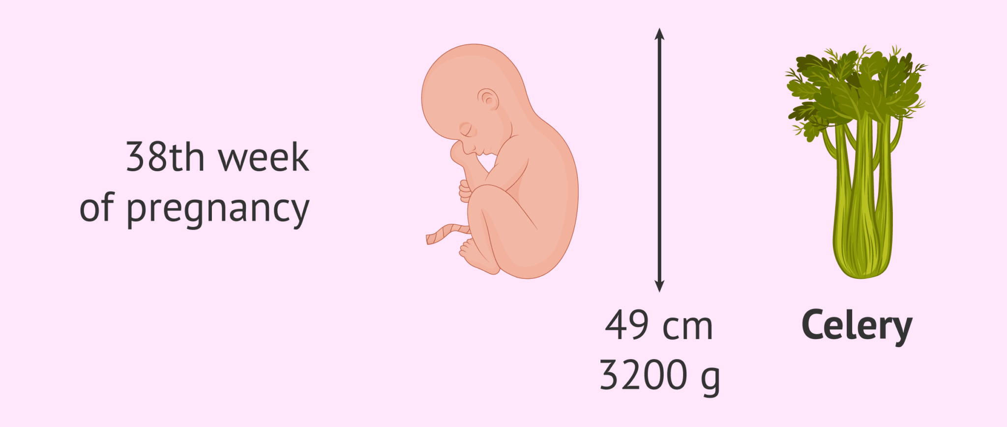 What does the baby look like at 38 weeks of pregnancy?