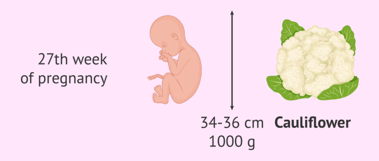 What is the 27th week of pregnancy like and what changes occur?