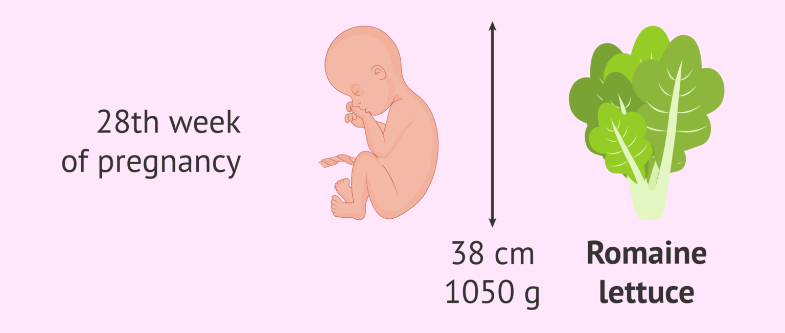 Baby s Measurements At 28 Weeks Of Pregnancy Baby s Measurements At 28 Weeks Of Pregnancy