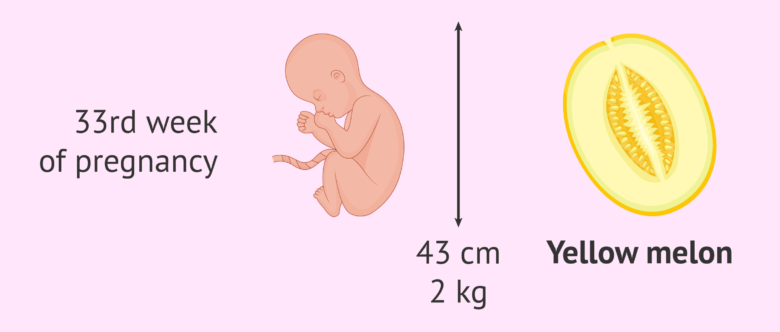 Size and weight of the baby at 33 weeks of pregnancy