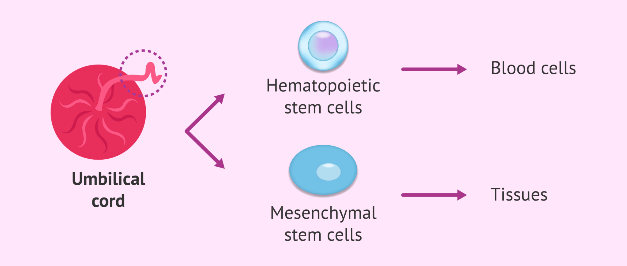 Types of umbilical cord stem cells