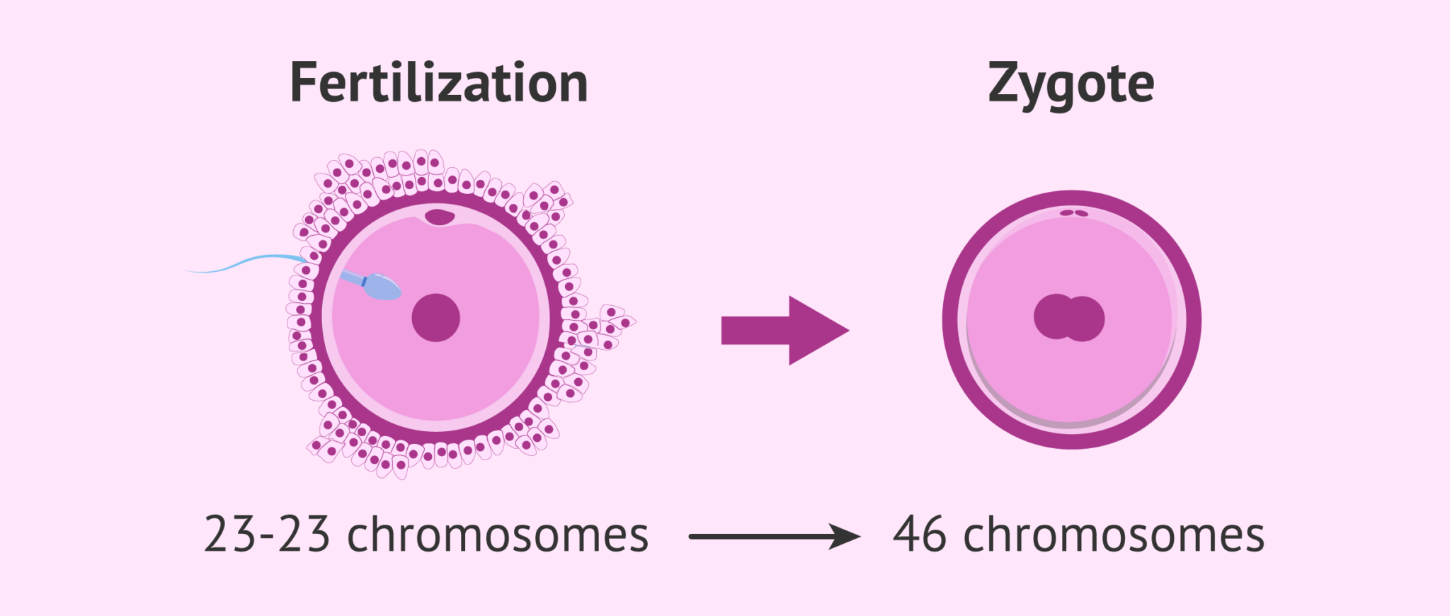 The differences between zygote, embryo and foetus during pregnancy