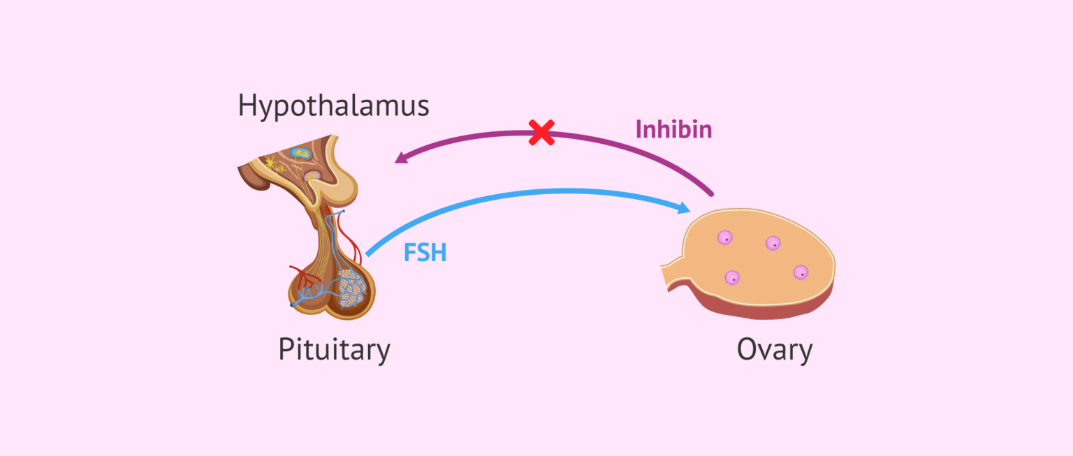 Ovarian reserve tests: What they are and how to interpret them