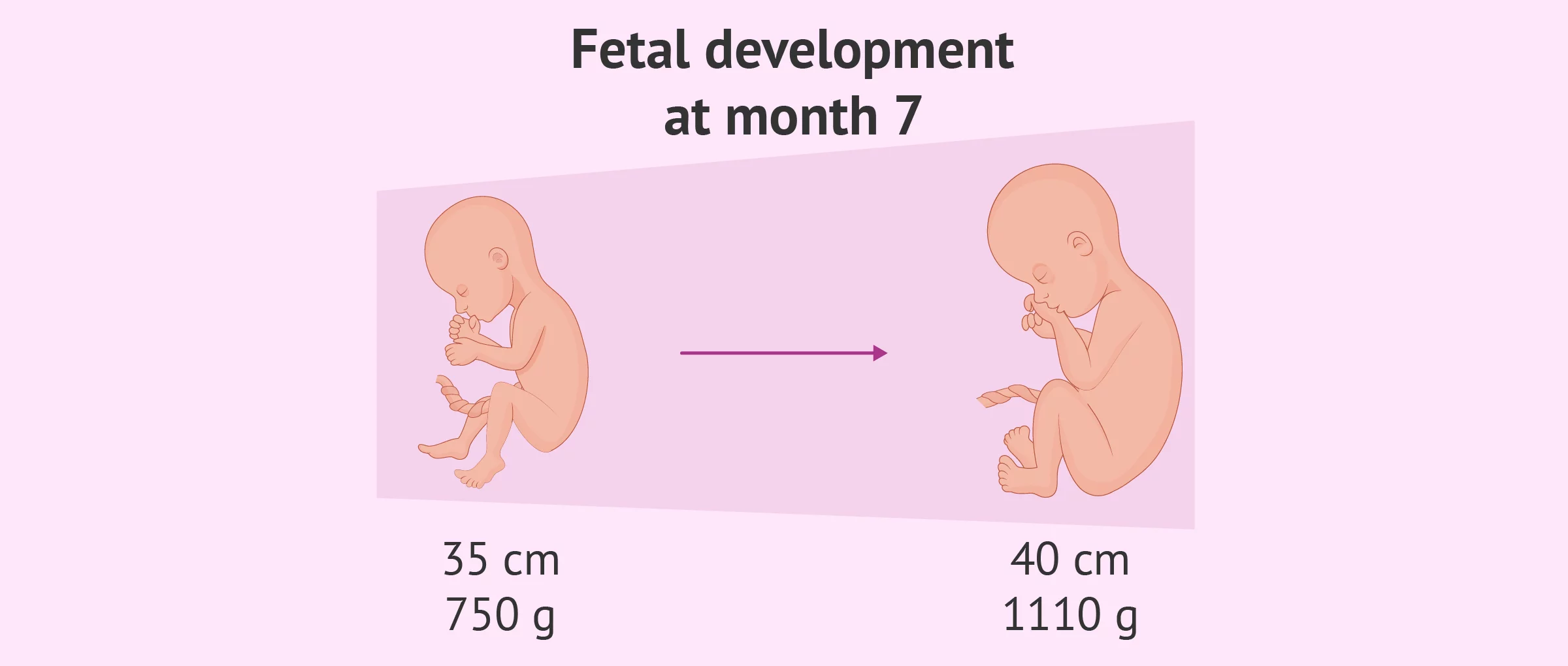 Baby development during the 7th month of pregnancy
