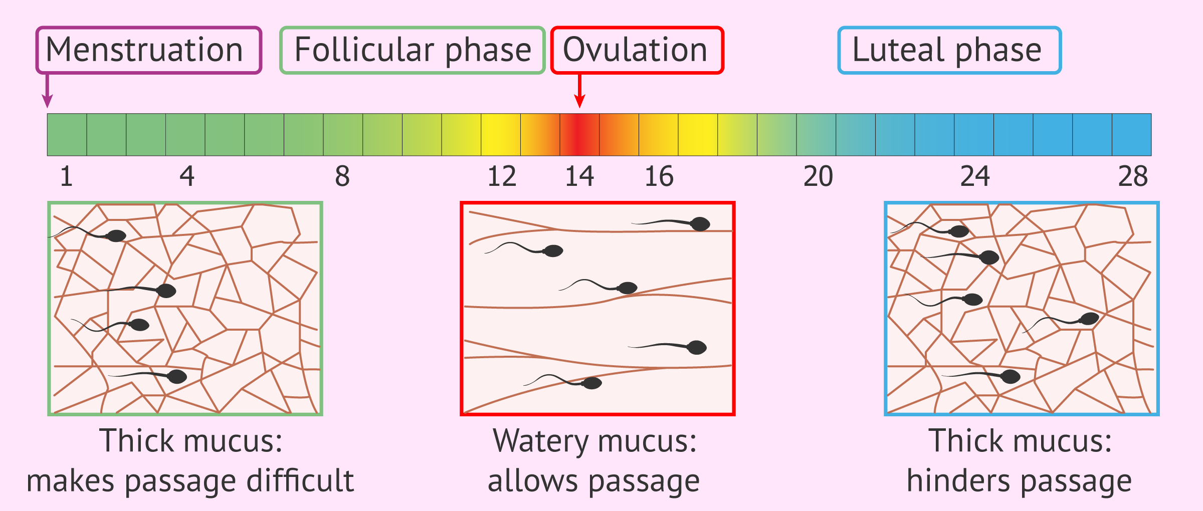 Changes In Cervical Mucus During The Menstrual Cycle Changes In Cervical Mucus During The Menstrual Cycle