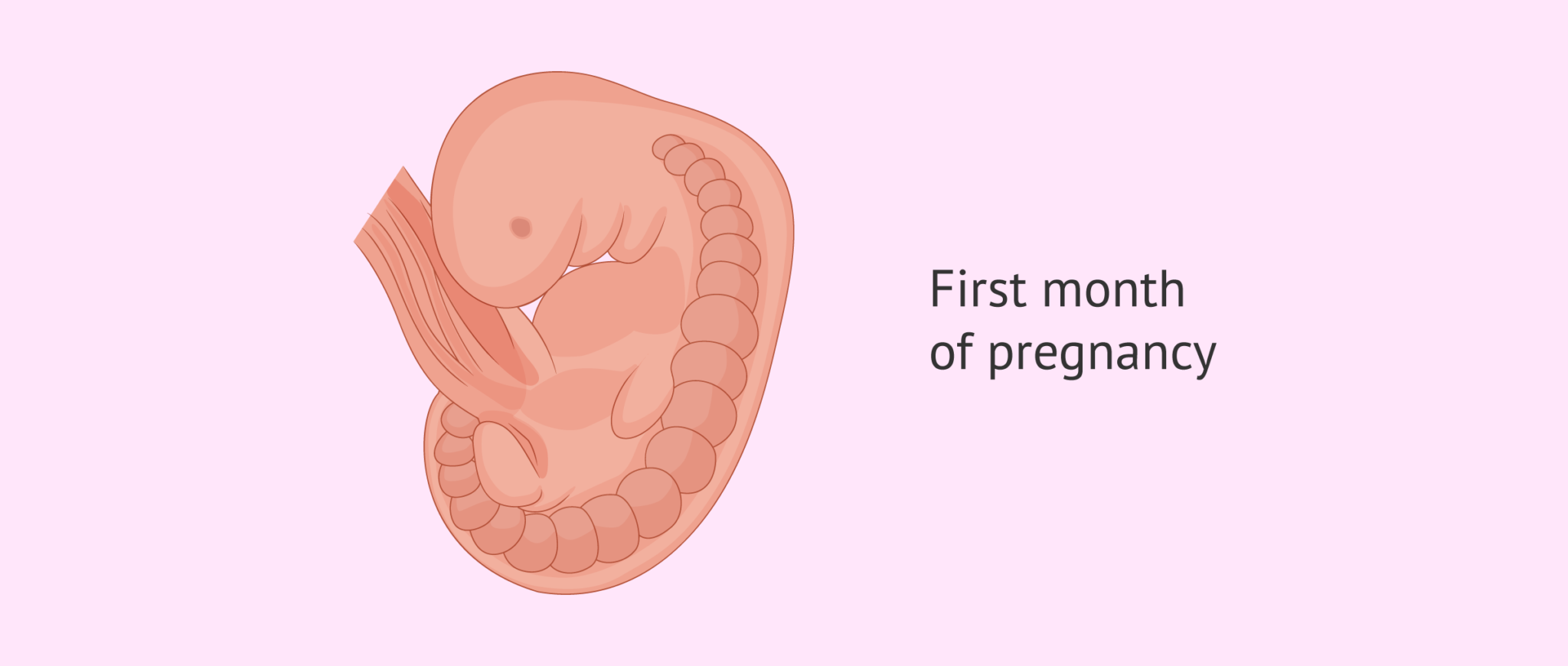 Pregnancy Stages by Month - Fetal Development with Pictures