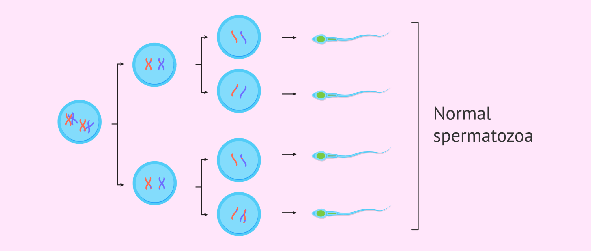 Meiosis Stages