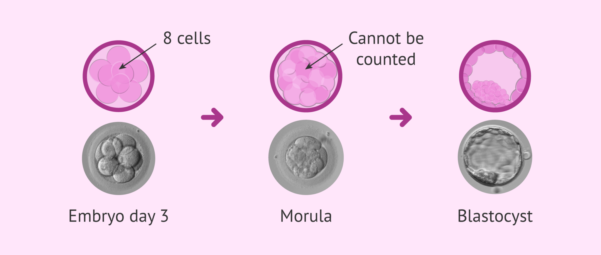 Embryonic development from day 3 to day 5