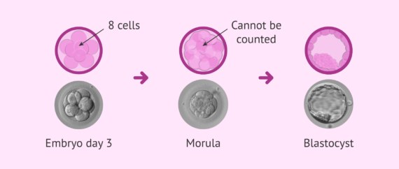 Embryonic development from day 3 to day 5