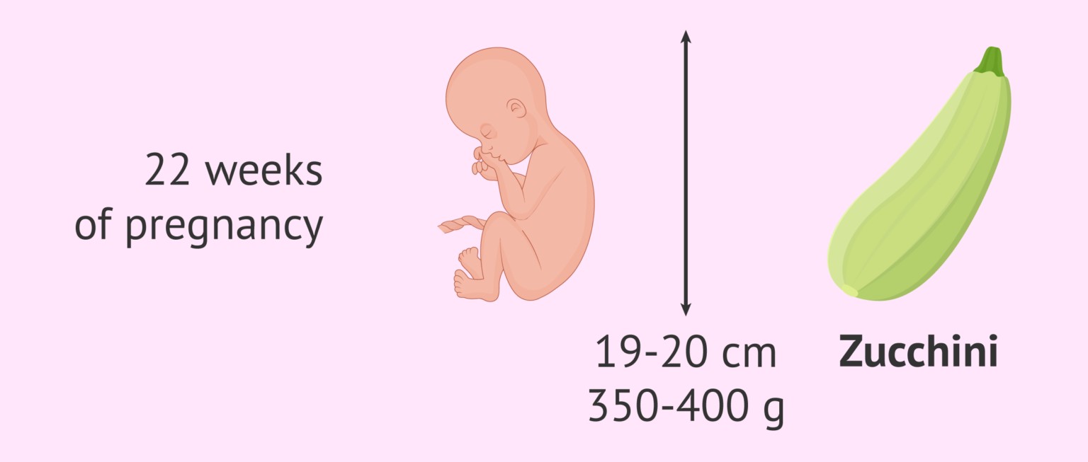 Measurements of the fetus at 22 weeks of pregnancy