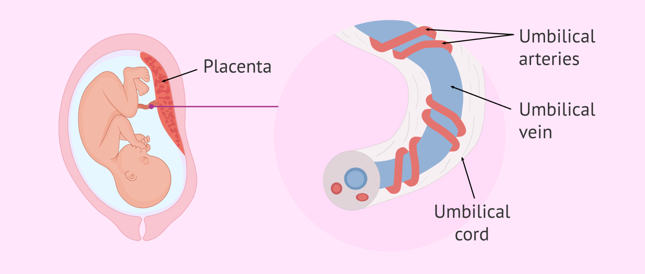 What Does The Umbilical Cord Look Like 