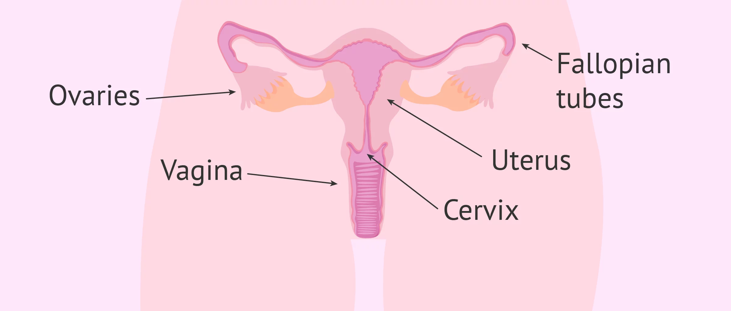 Anatomy Of The Internal Female Reproductive System