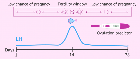 When does ovulation occur? What are the symptoms of it?