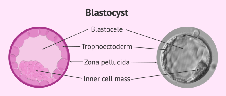 Blastocyst stage embryo