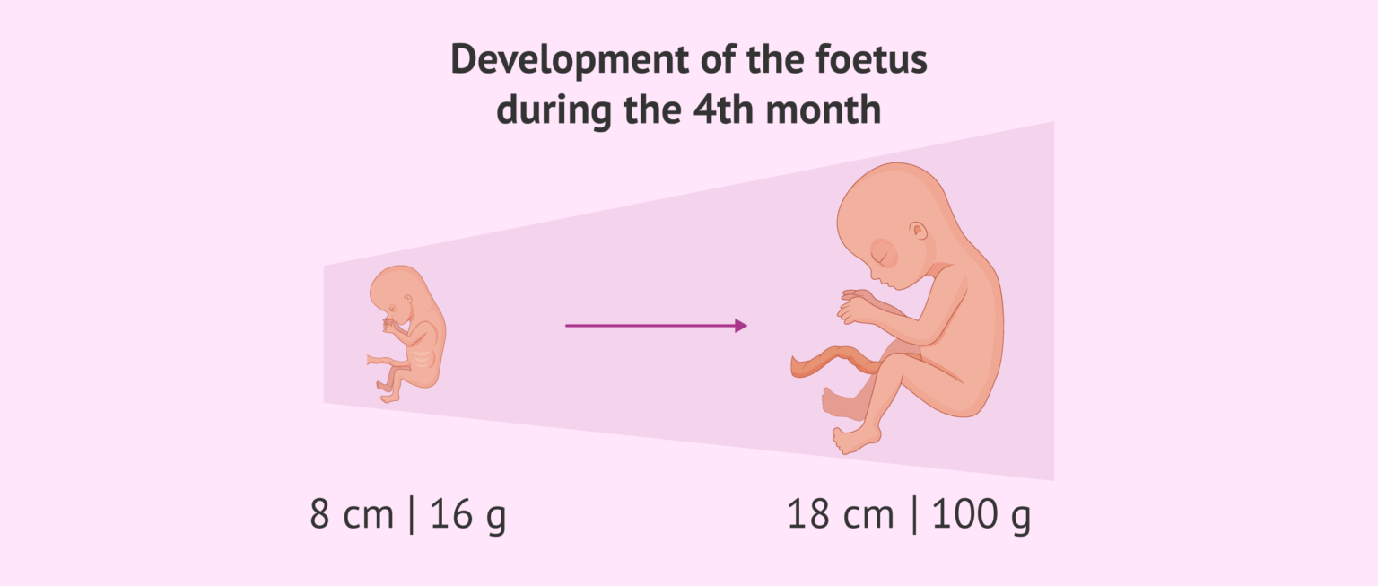 What Happens During the 4th Month of Pregnancy?