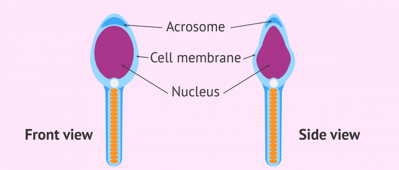 Structure of the sperm head