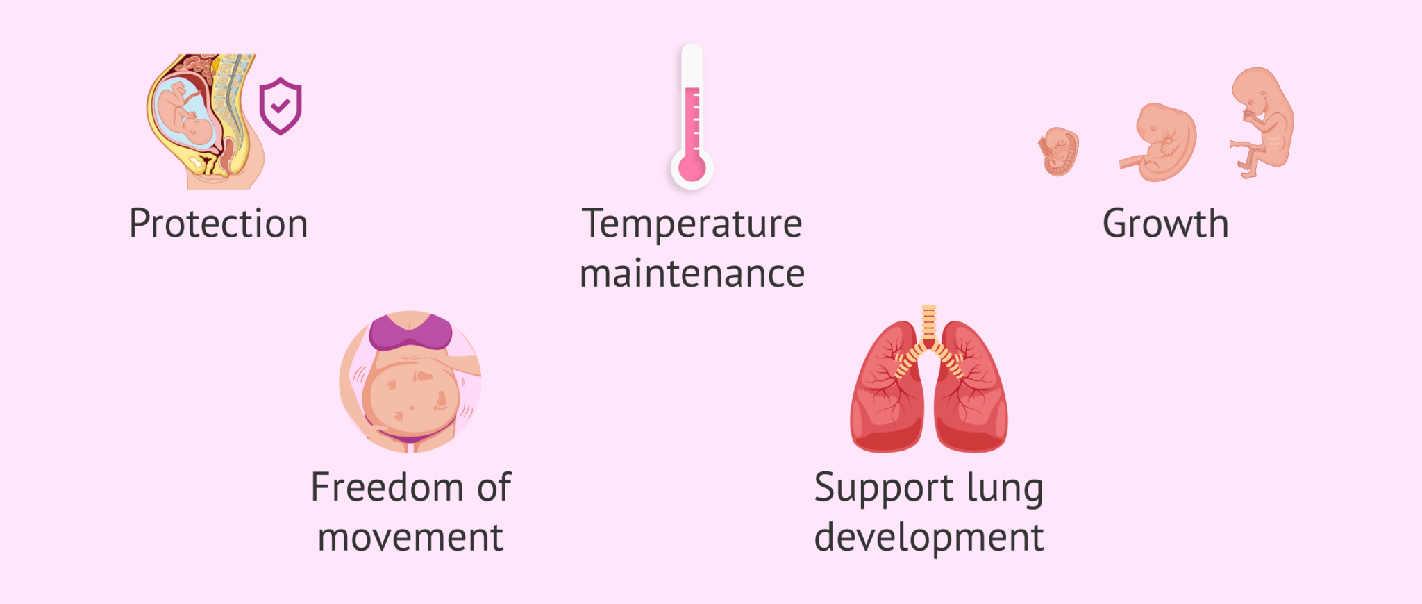 Functions of the amniotic fluid with respect to the fetus