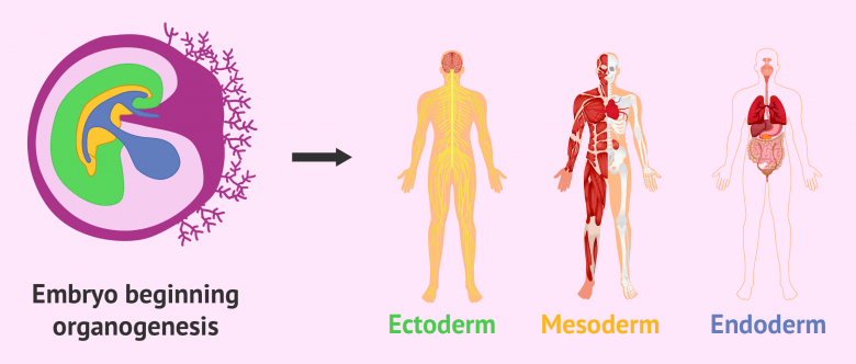 Embryonic layers and organogenesis