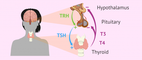 When Female Infertility Is Due To Thyroid Gland Problems