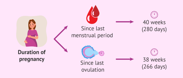 Due date as of last menstrual period and ovulation