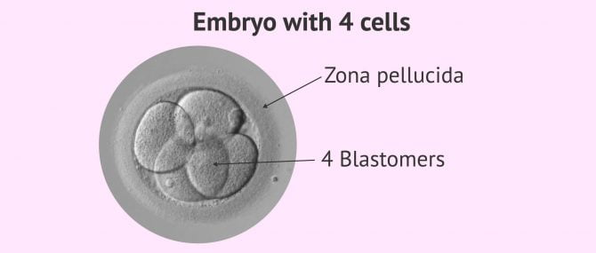 How are embryos classified according to their day of development?