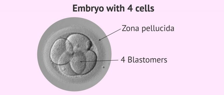 How are embryos classified according to their day of development?
