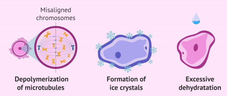 What's the difference between freezing and vitrification of eggs?