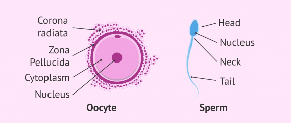 What is a Gamete?