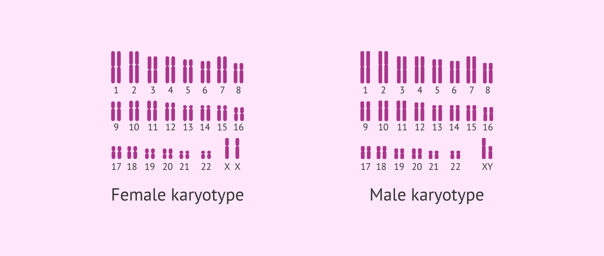 Human female and male karyotype