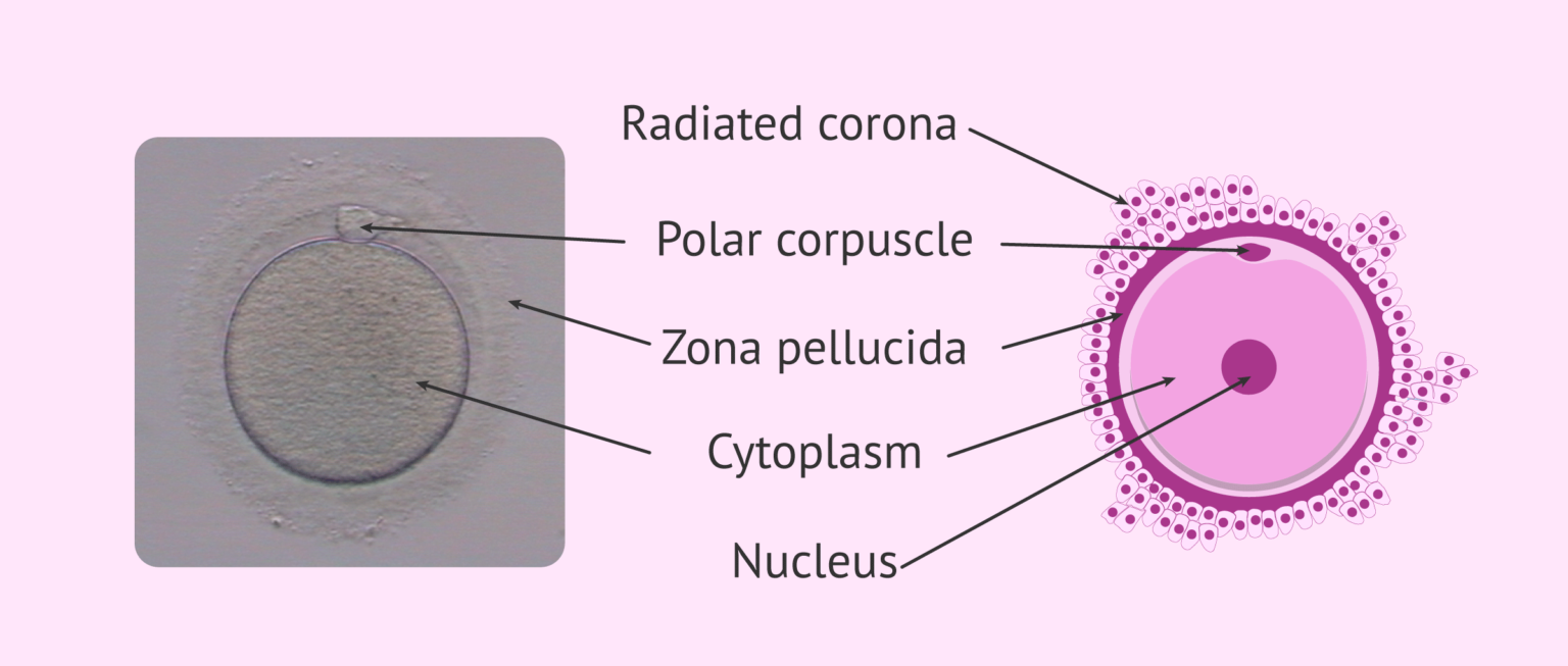 What is an Oocyte?
