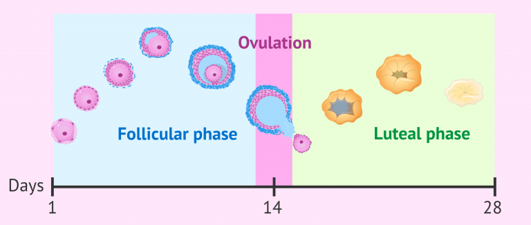 Development of follicles
